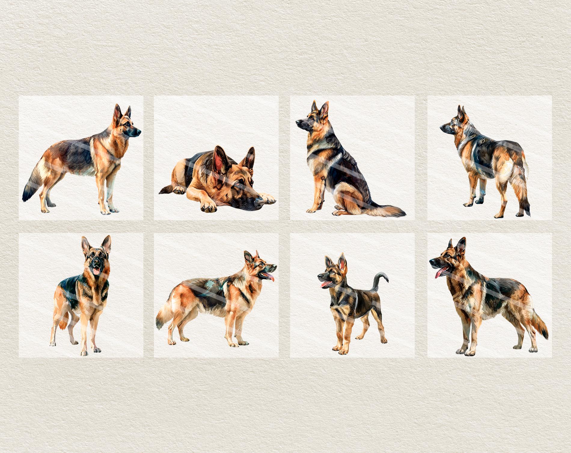 Watercolor German Shepherd Clipart - Digital Illustration Alsatian ...