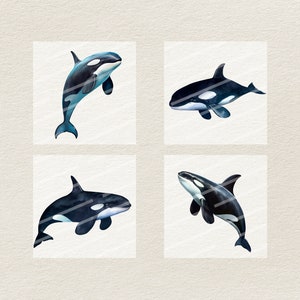 Watercolor Orca Clipart - Digital Illustration Killer Whale - Orcas PNG ...