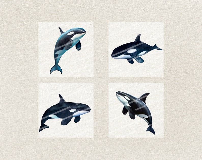 Watercolor Orca Clipart - Digital Illustration Killer Whale - Orcas PNG ...