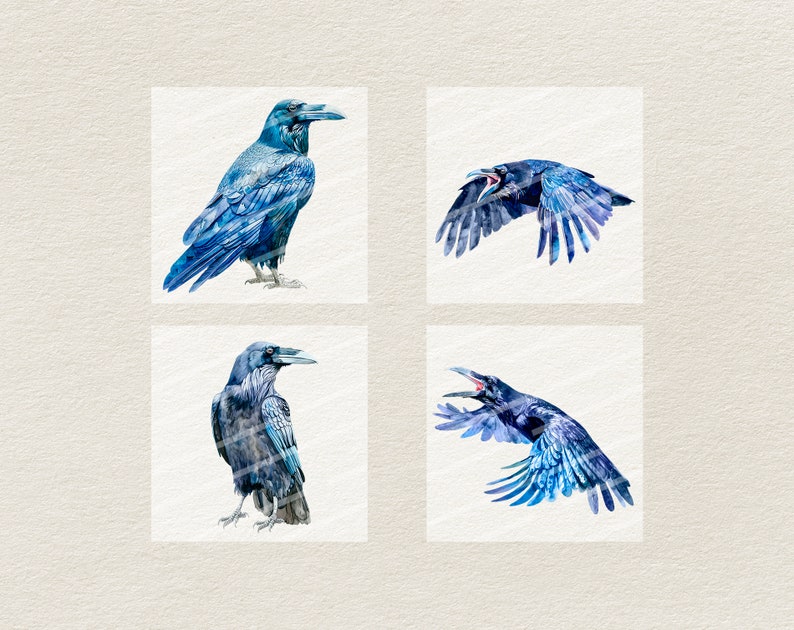 Watercolor Raven Clipart - Digital Illustration Crow - Raven PNG ...