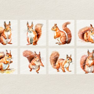 Watercolor Squirrels Clipart - Digital Illustration - Squirrel PNG ...