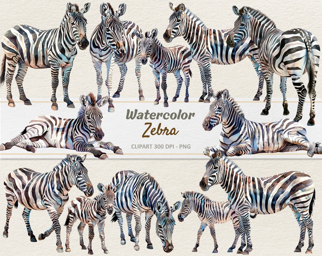 Watercolor Zebra Clipart - Digital Illustration Family Baby Zebras ...