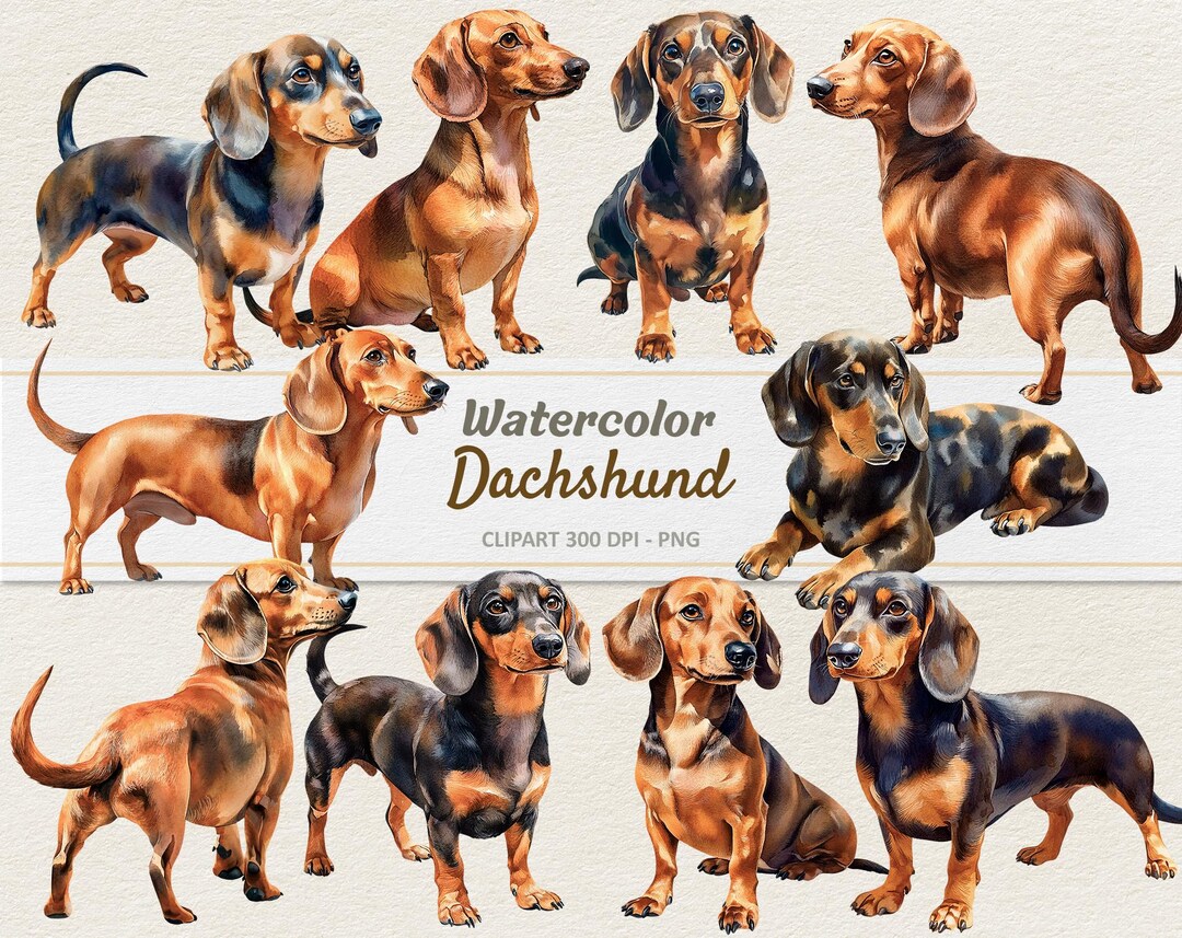 Watercolor Dachshund Clipart - Digital Illustration Badger Dog ...