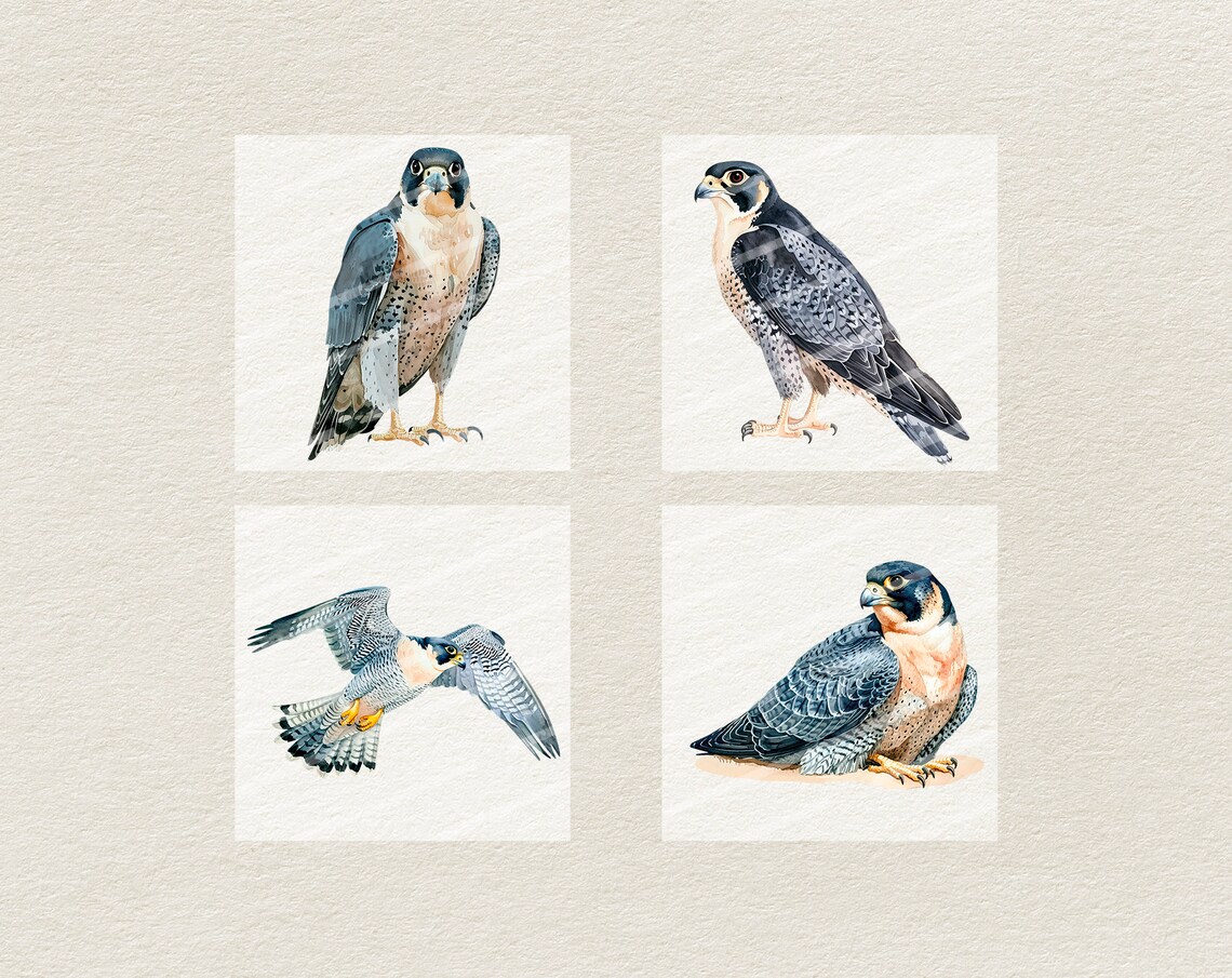 Watercolor Falcon Clipart - Digital Illustration - Peregrine Falcon PNG ...