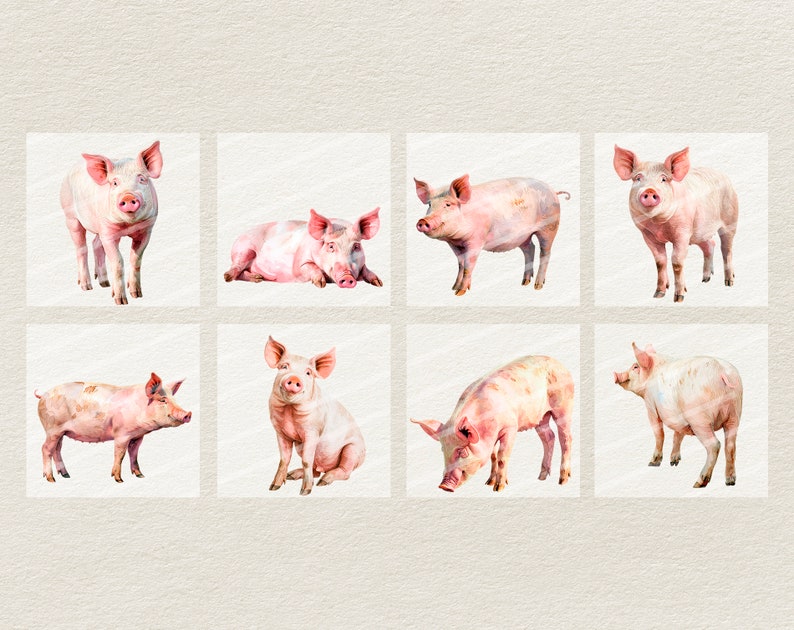 Watercolor Pig Clipart - Digital Illustration Domestic Pig - Hog Swine ...