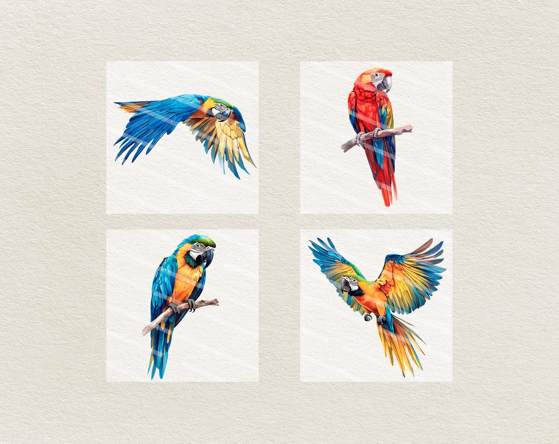 Watercolor Macaw Clipart - Digital Illustration Scarlet Red Macaws ...