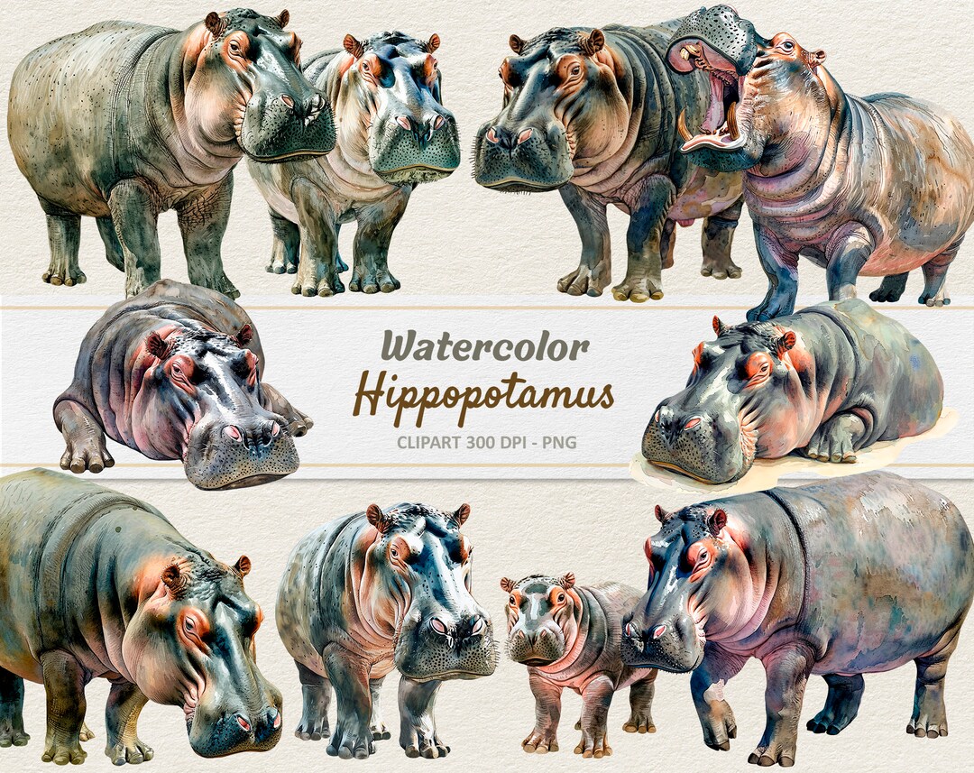 Watercolor Hippopotamus Clipart - Digital Illustration Hippo ...