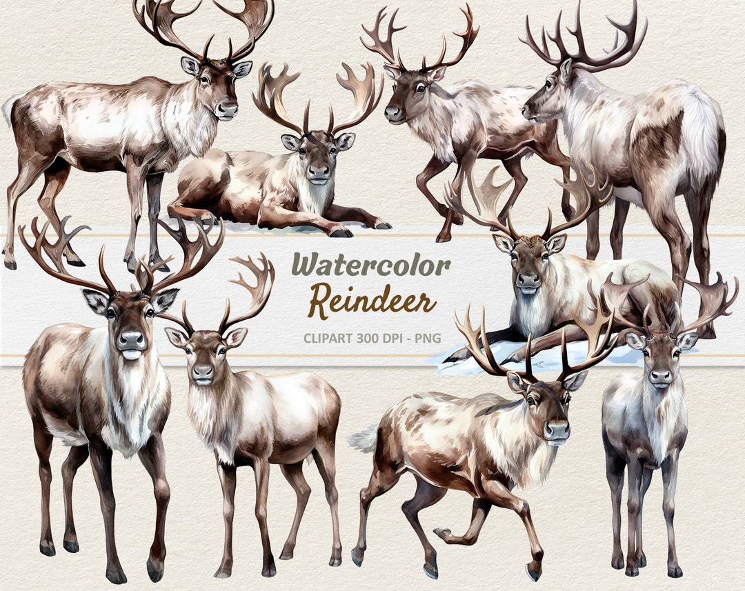 Watercolor Reindeer Clipart - Digital Illustration - Caribou Deer PNG ...