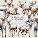 Watercolor Reindeer Clipart - Digital Illustration - Caribou Deer PNG ...
