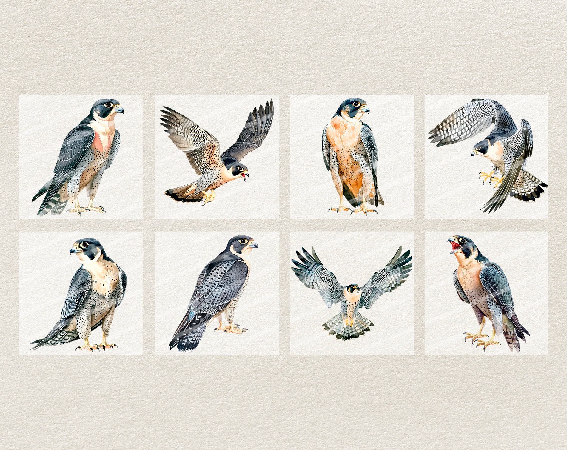 Watercolor Falcon Clipart - Digital Illustration - Peregrine Falcon PNG ...
