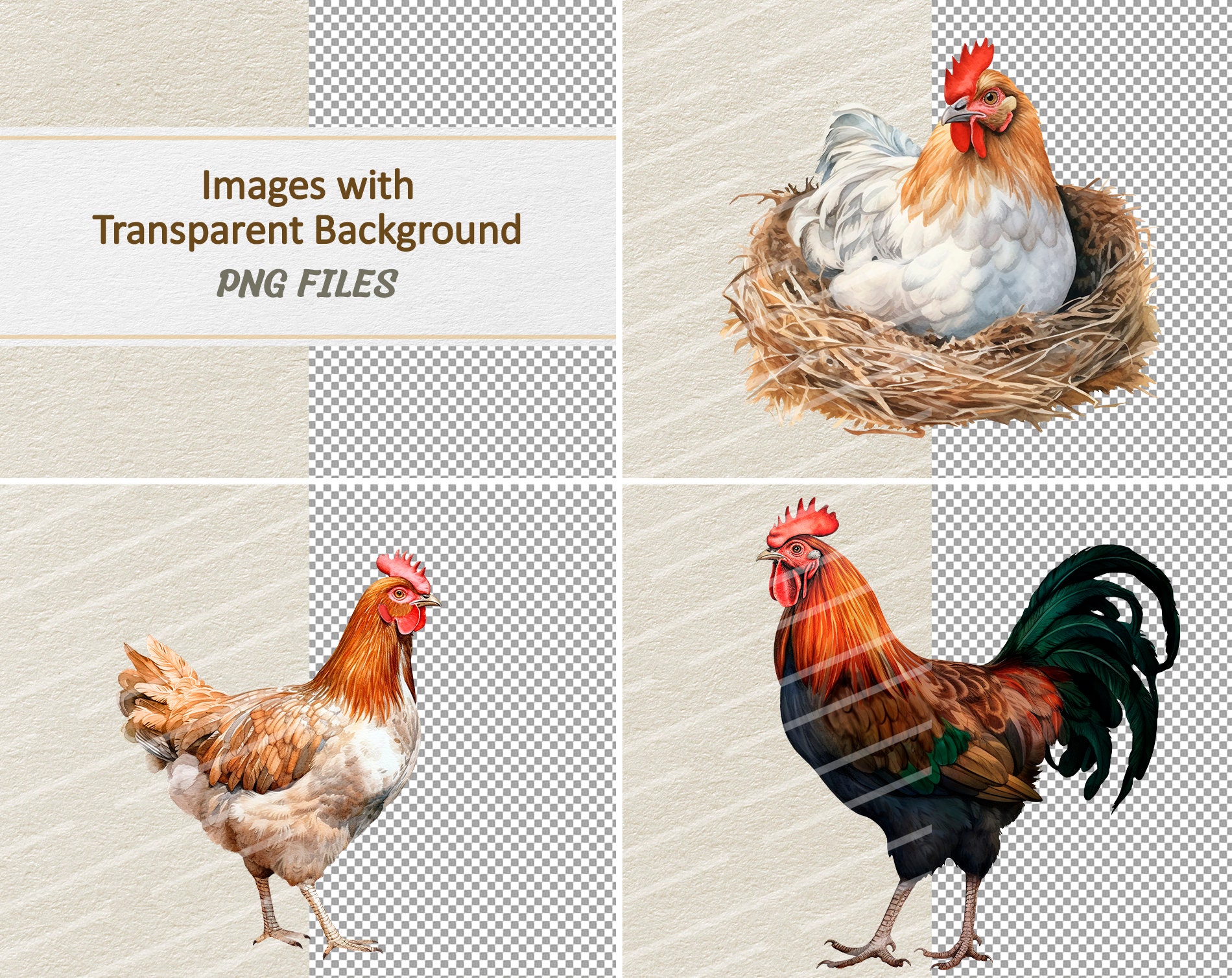 Watercolor Chicken Rooster Chick Clipart - Digital Illustration Baby ...