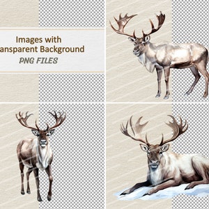 Watercolor Reindeer Clipart - Digital Illustration - Caribou Deer PNG ...