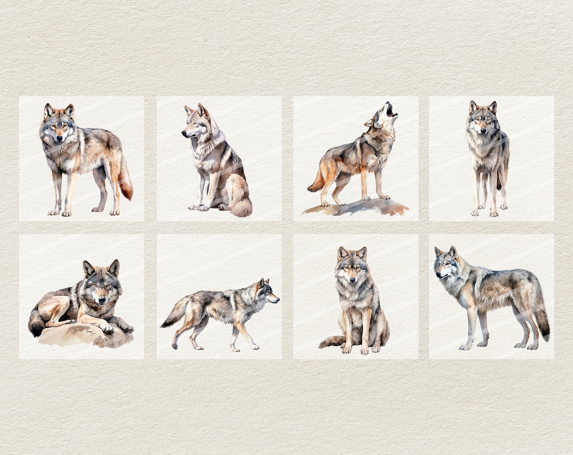 Watercolor Wolf Clipart Digital Illustration Wolves Wolf PNG Commercial ...