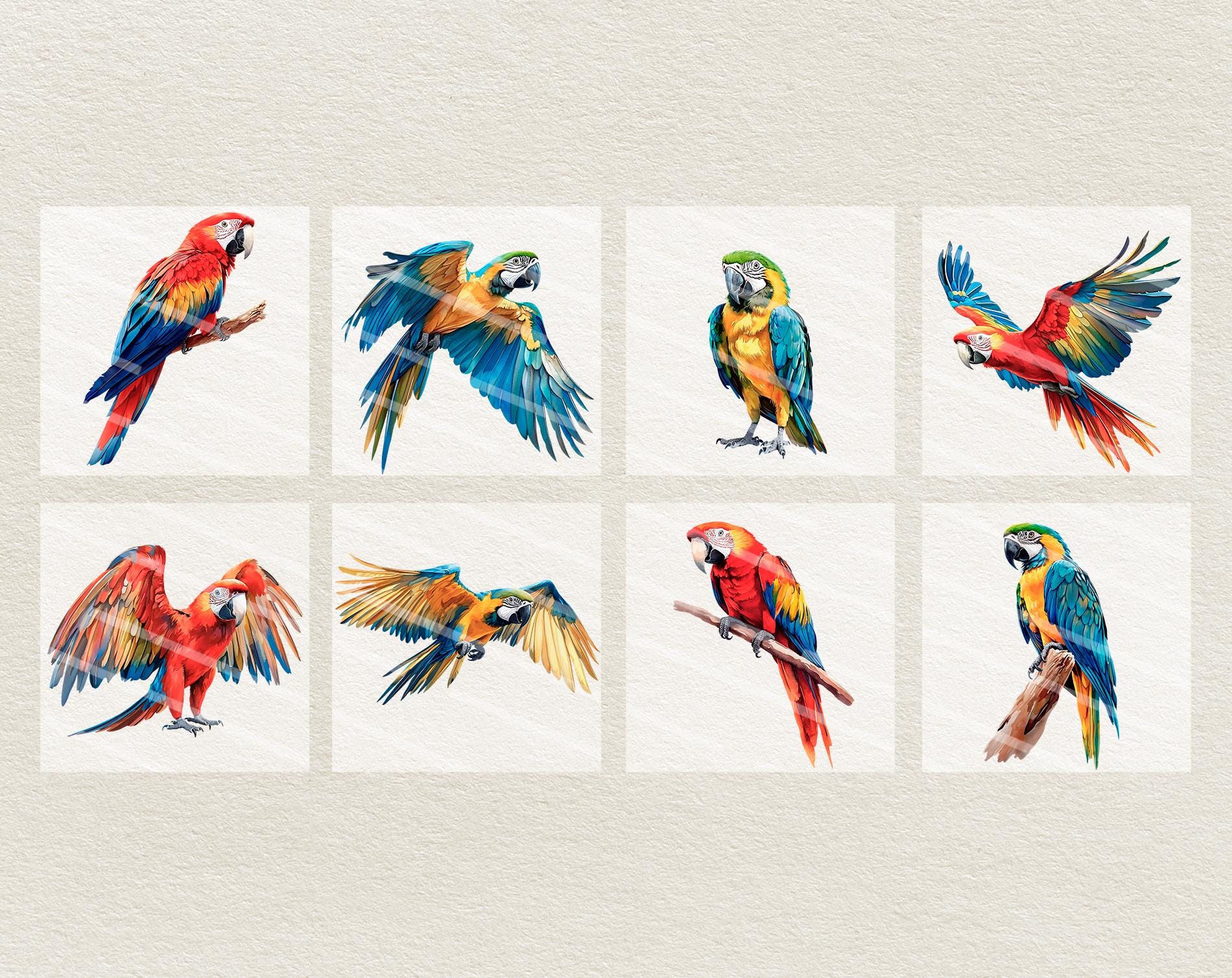 Watercolor Macaw Clipart - Digital Illustration Scarlet Red Macaws ...