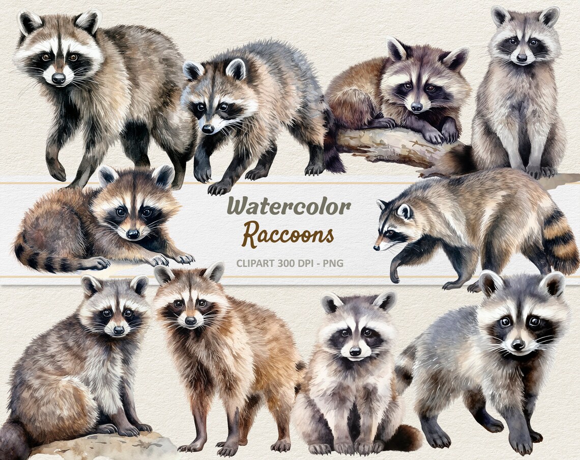 Watercolor Raccoons Clipart Digital Illustration Raccoons and Kits PNG ...