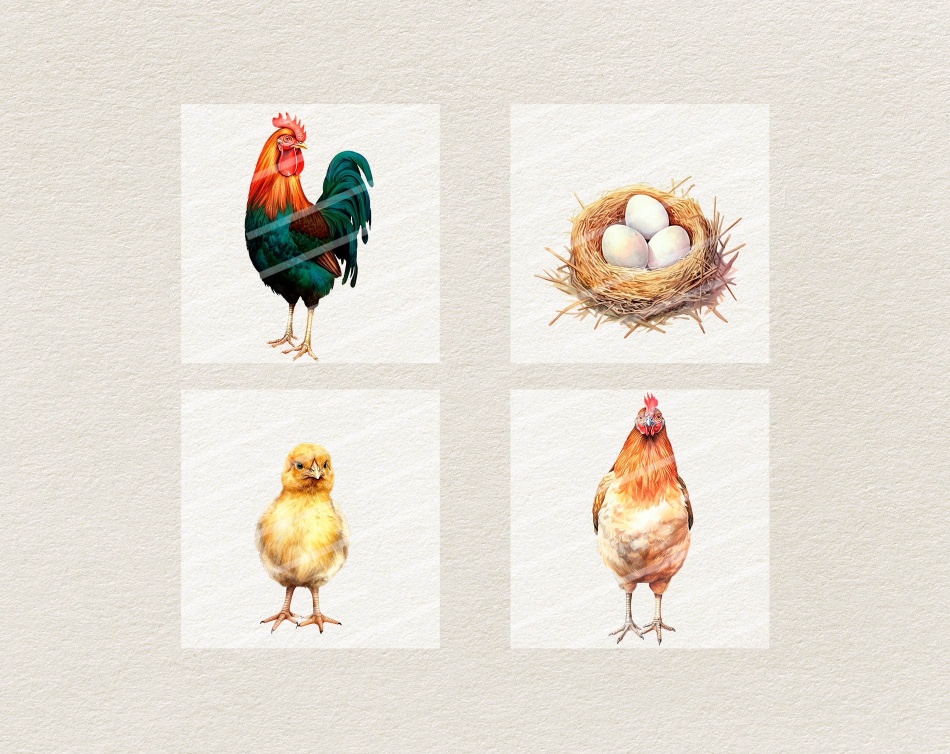 Watercolor Chicken Rooster Chick Clipart - Digital Illustration Baby ...