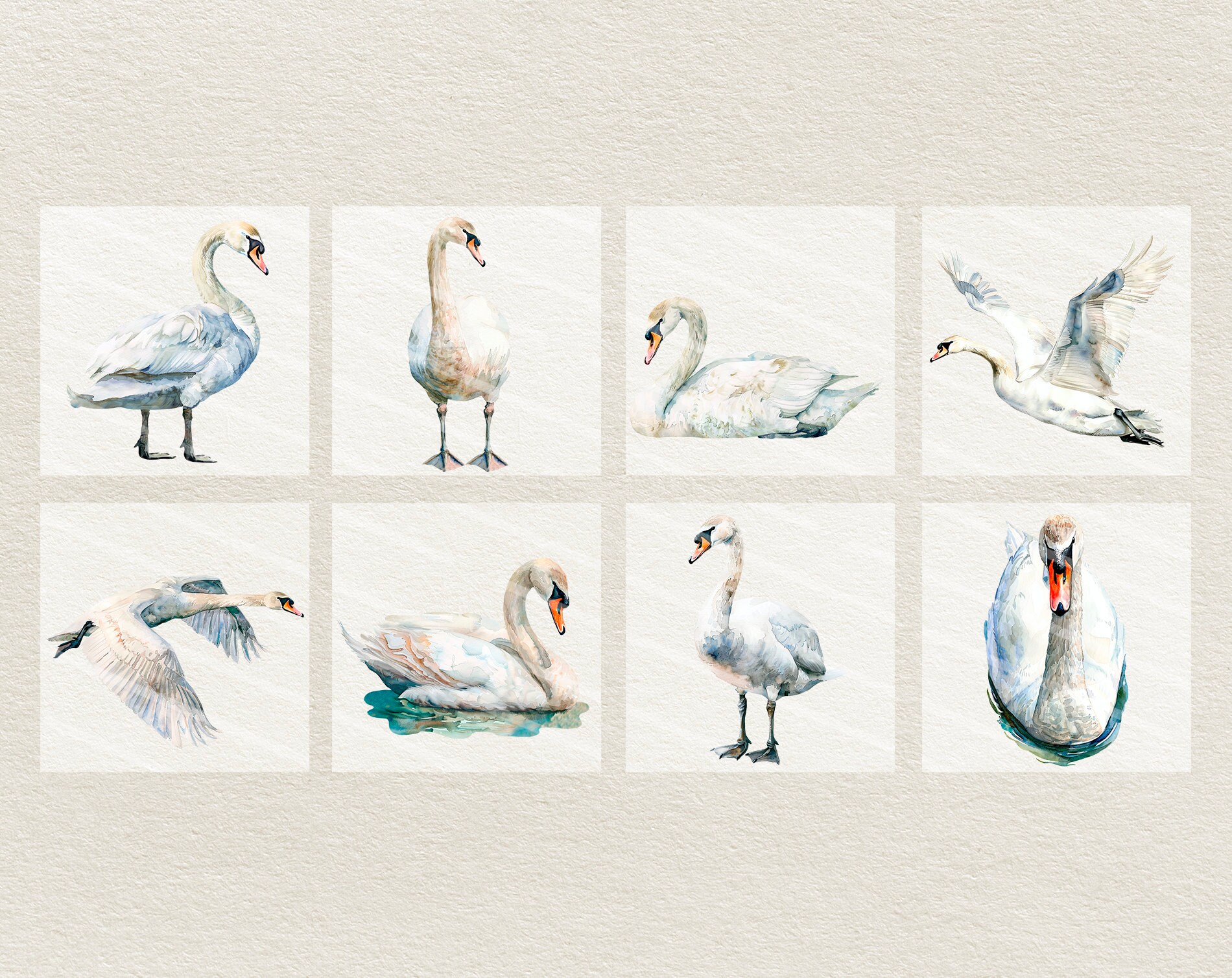 Watercolor Swan Clipart - Digital Illustration Swans - PNG - Commercial ...
