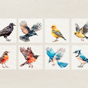 Watercolor Bird Clipart - Digital Illustration Spring - Woodland Birds ...