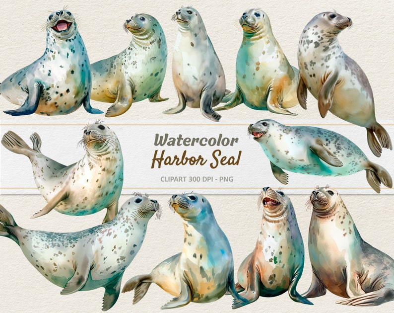 Aquarell Hafen Robbe Clipart - Digitale Illustration Seerobbe - Echte ...