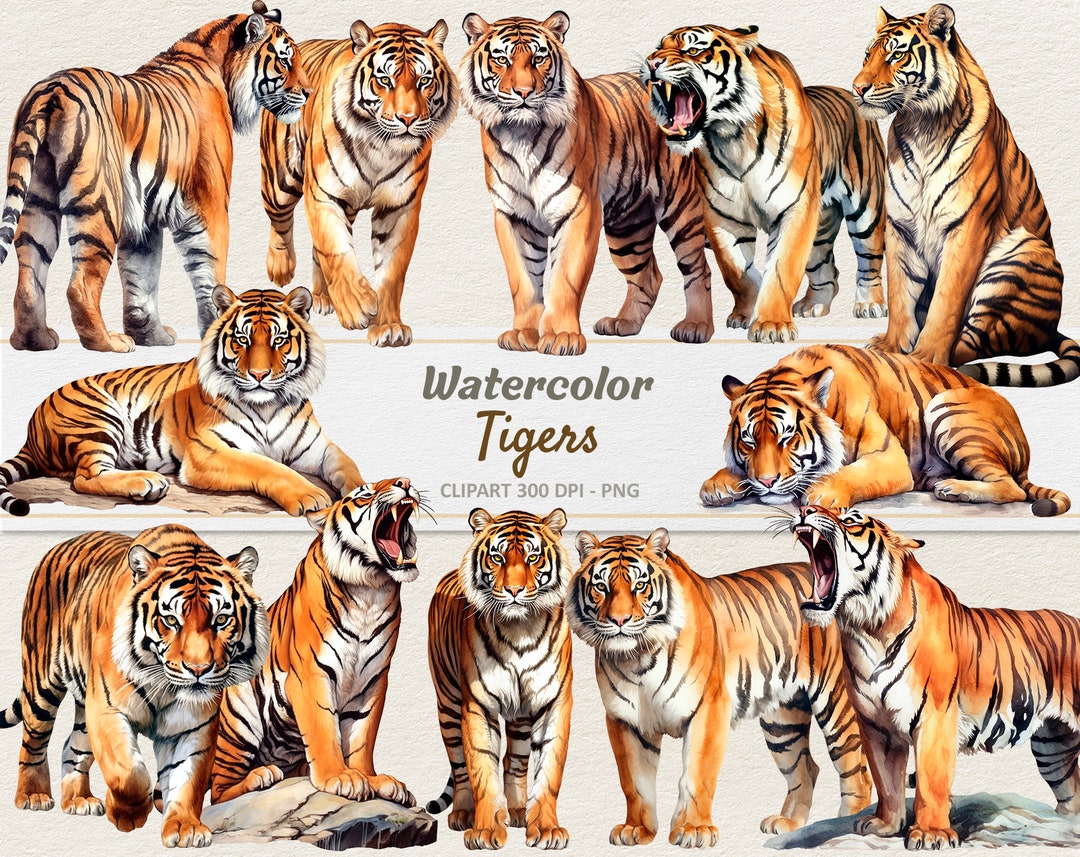 Watercolor Tiger Clipart - Digital Illustration Tigers - Tiger PNG ...