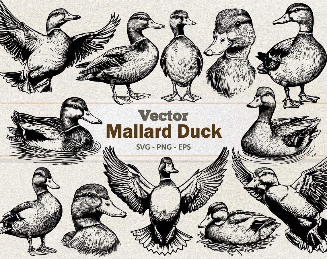 Vector Mallard Duck Clipart - Line Art Digital Illustration Wild Duck ...