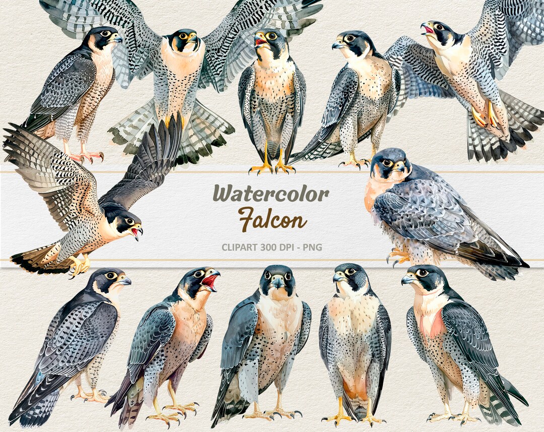 Watercolor Falcon Clipart - Digital Illustration Falcon - Peregrine ...