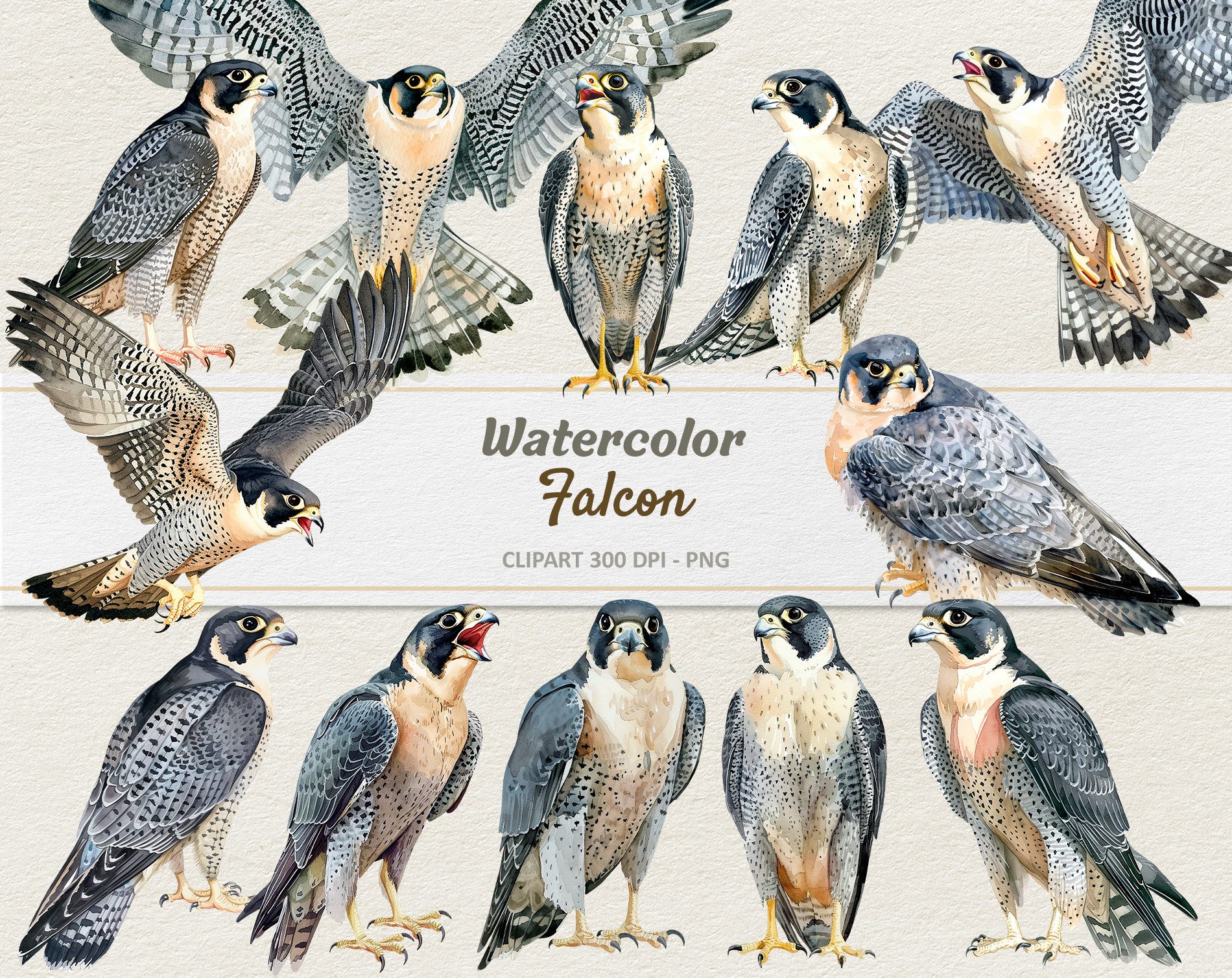 Watercolor Falcon Clipart - Digital Illustration - Peregrine Falcon PNG ...