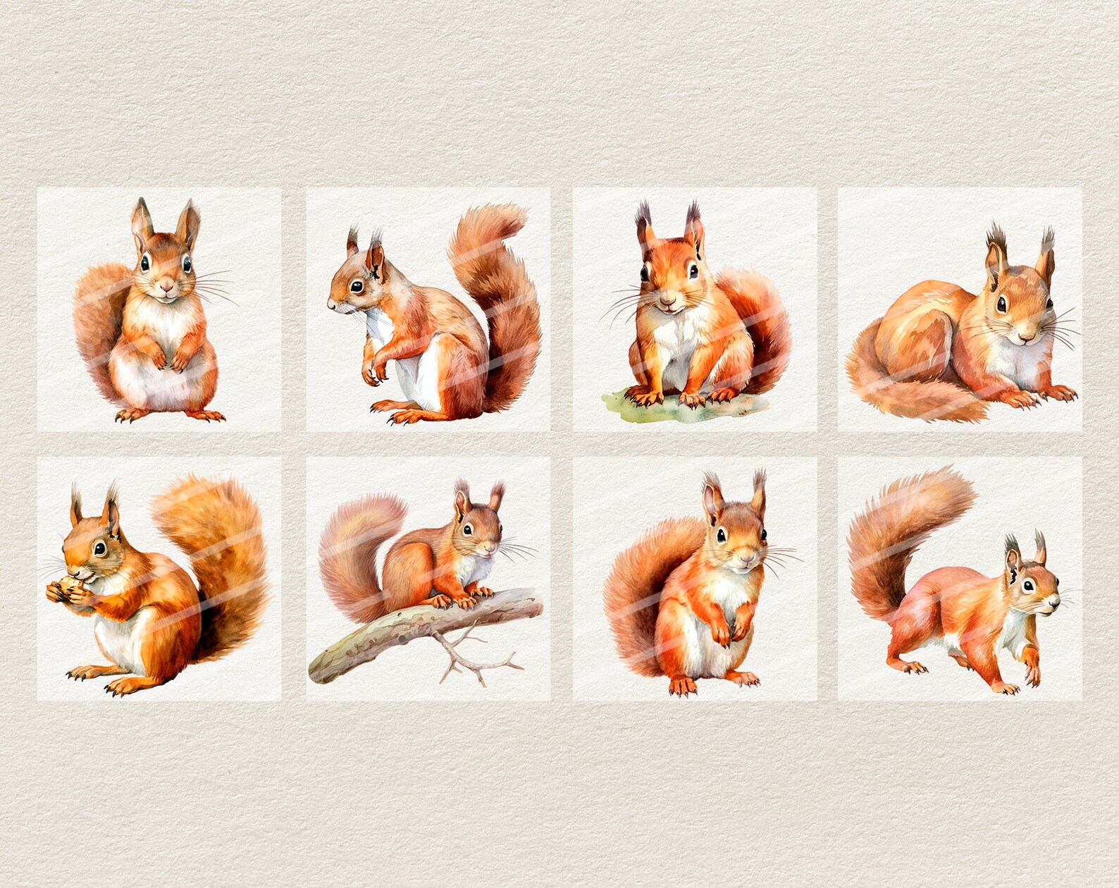Watercolor Squirrels Clipart Digital Illustration Squirrel PNG Commercial Use - Etsy
