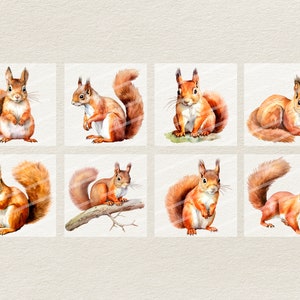 Watercolor Squirrels Clipart - Digital Illustration - Squirrel PNG ...