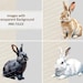 Watercolor Bunnies Clipart - Digital Illustration Bunny - Rabbit PNG ...