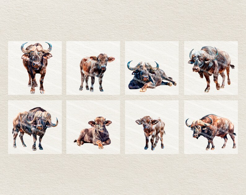 Watercolor African Buffalo Clipart - Digital Illustration Cape - Calf ...