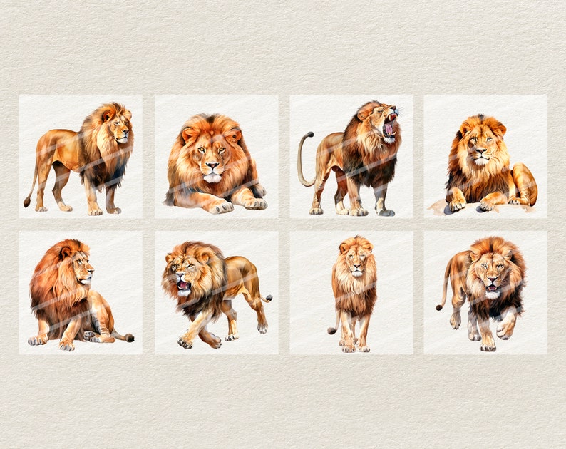 Watercolor Lions Clipart - Digital Illustration - Lion PNG - Commercial ...