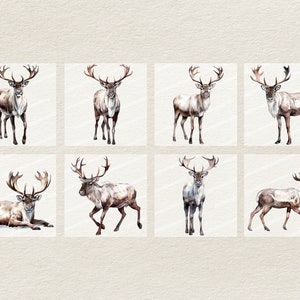Watercolor Reindeer Clipart - Digital Illustration - Caribou Deer PNG ...