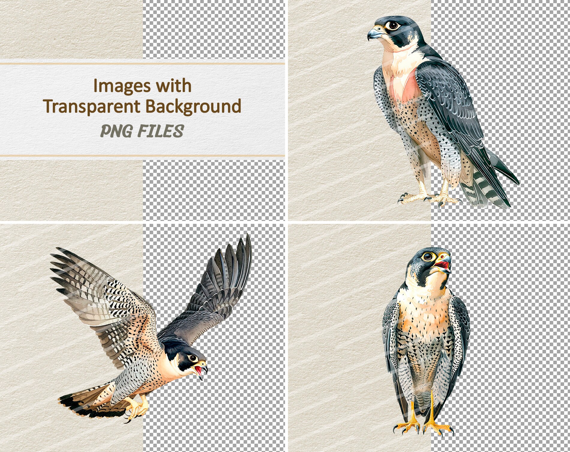 Watercolor Falcon Clipart - Digital Illustration - Peregrine Falcon PNG ...