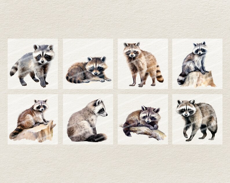 Watercolor Raccoons Clipart Digital Illustration Raccoons and Kits PNG ...