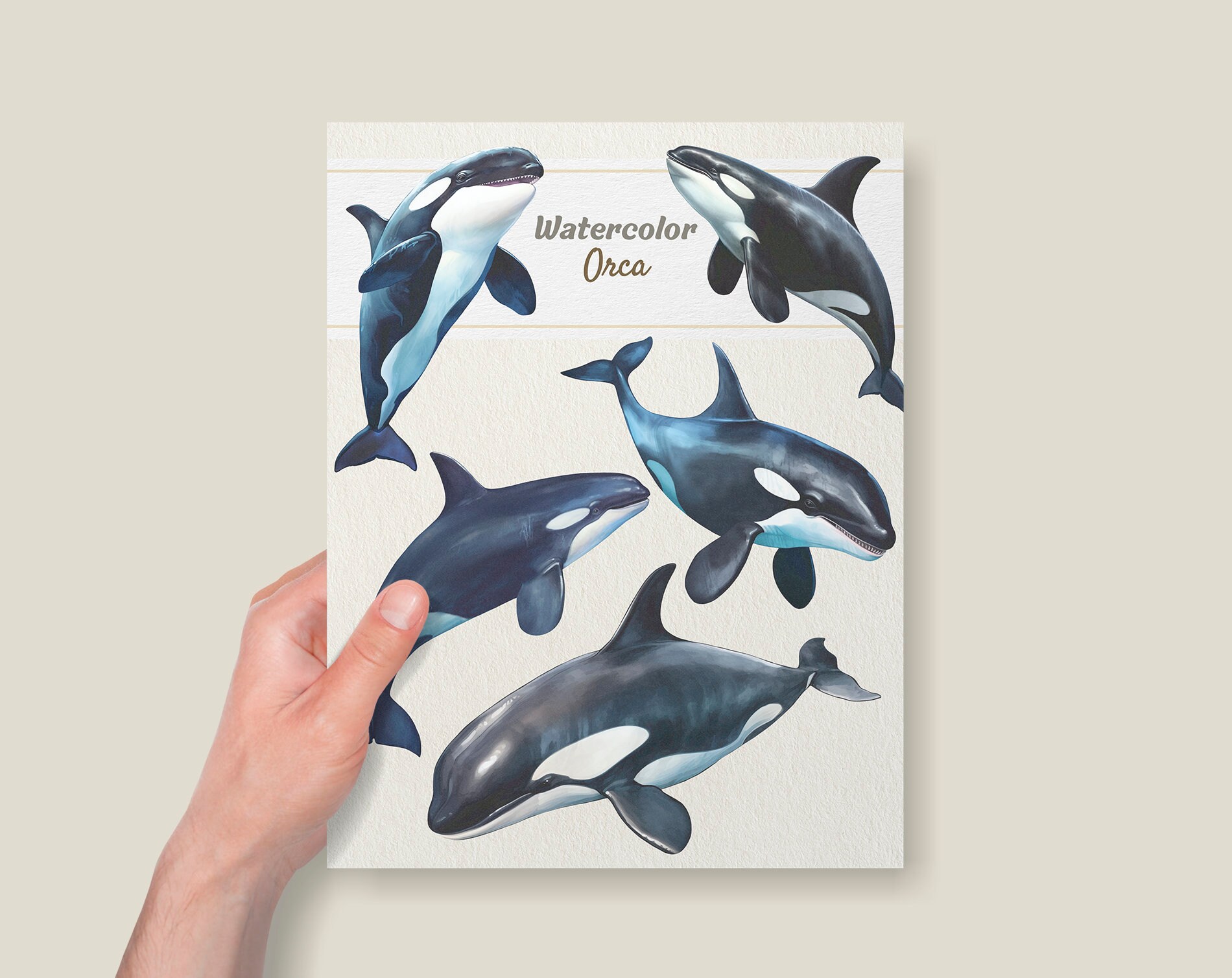 Watercolor Orca Clipart - Digital Illustration Killer Whale - Orcas PNG ...