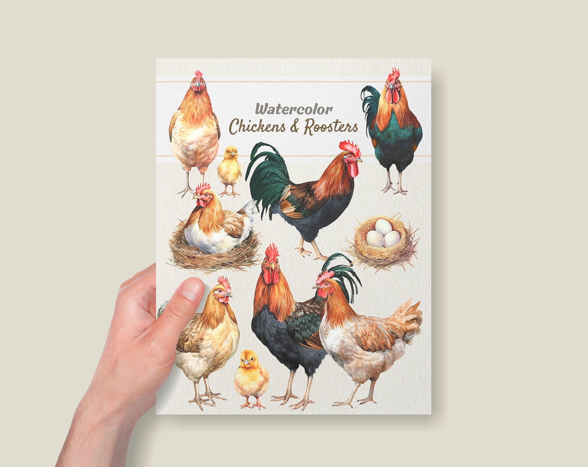 Watercolor Chicken Rooster Chick Clipart - Digital Illustration Baby ...