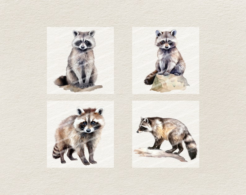 Watercolor Raccoons Clipart Digital Illustration Raccoons and Kits PNG ...