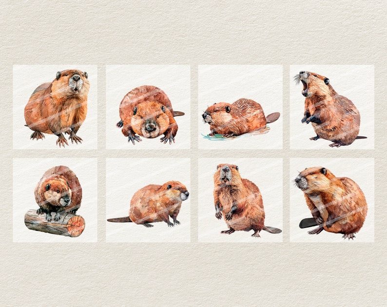 Watercolor Beaver Clipart - Digital Illustration Castor - Beaver PNG ...