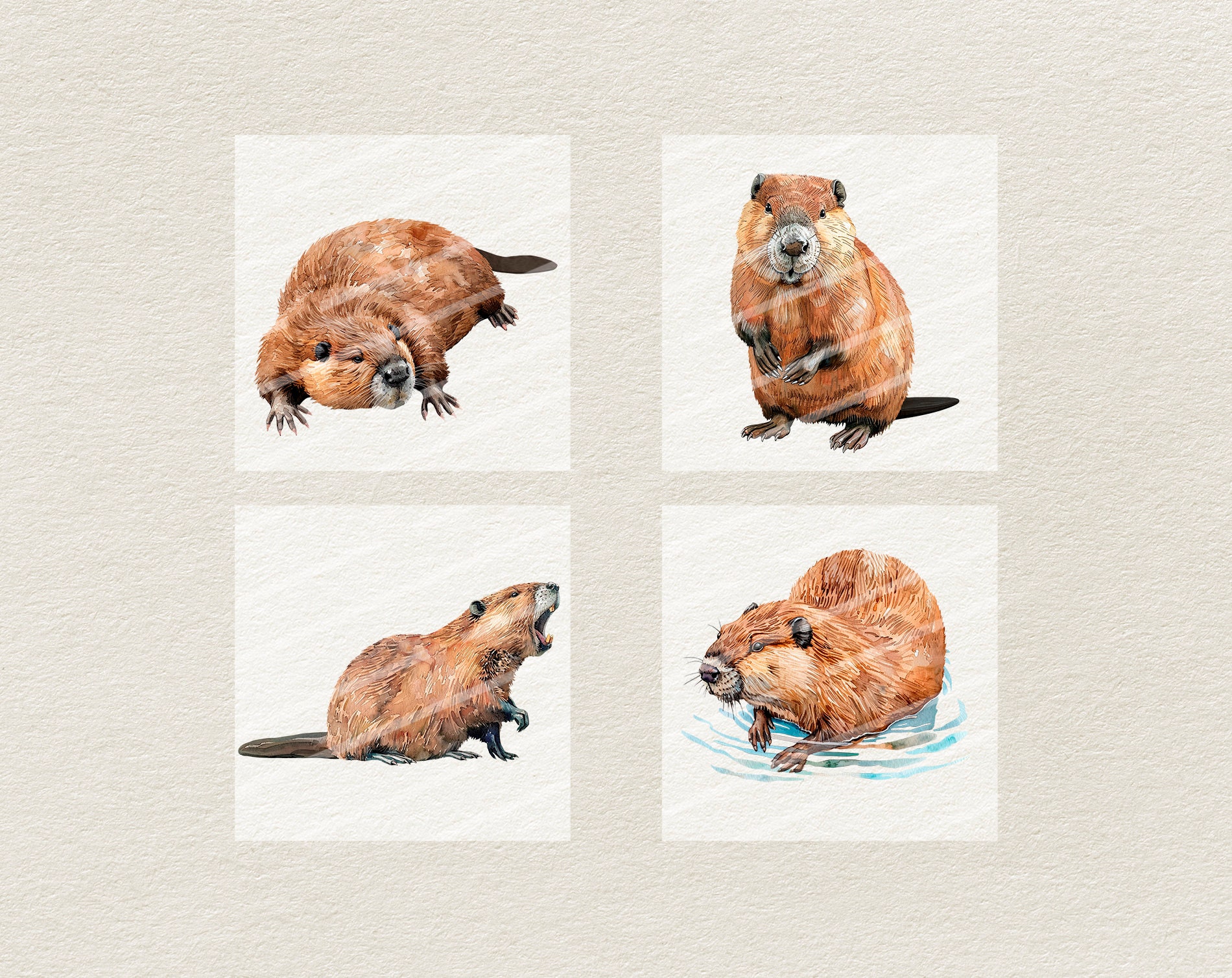 Watercolor Beaver Clipart - Digital Illustration Castor - Beaver PNG ...