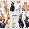 Watercolor Bunnies Clipart Digital Illustration Bunny Rabbit PNG ...
