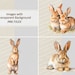 Watercolor Bunnies Clipart Digital Illustration Bunny Rabbit PNG ...