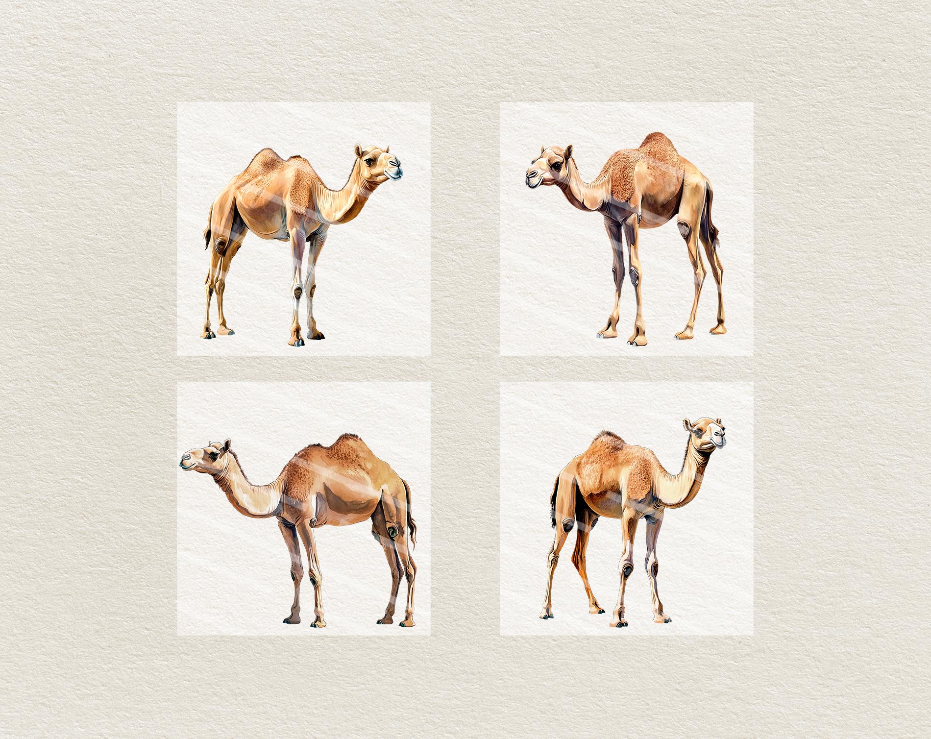 Watercolor Camel Clipart - Digital Illustration Arabian Camel ...
