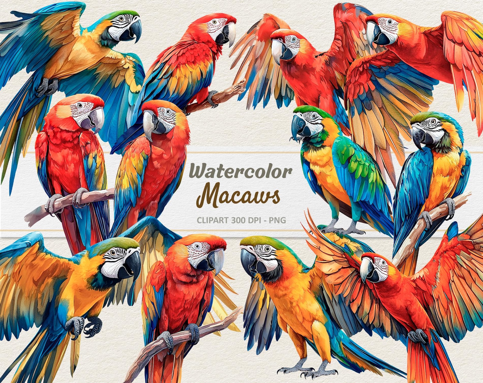 Watercolor Macaw Clipart - Digital Illustration Scarlet Red Macaws ...