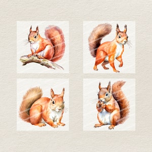 Watercolor Squirrels Clipart - Digital Illustration - Squirrel PNG ...