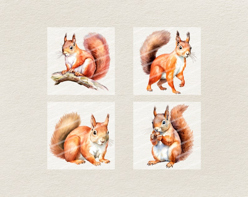 Watercolor Squirrels Clipart Digital Illustration Squirrel PNG ...
