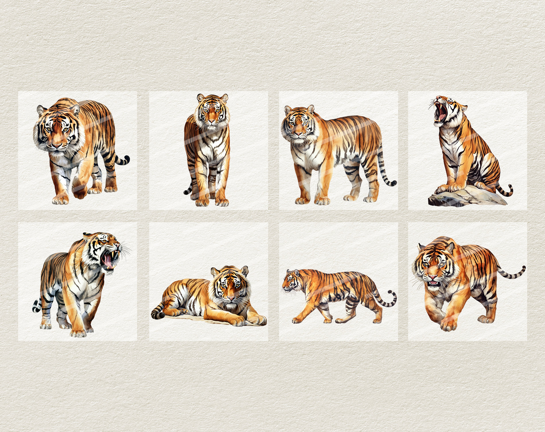 Watercolor Tiger Clipart - Digital Illustration Tigers - Tiger PNG ...