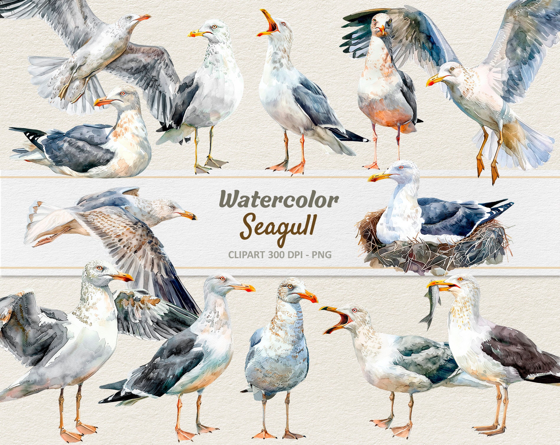 Watercolor Seagull Clipart - Digital Illustration Gull - Seagull PNG ...
