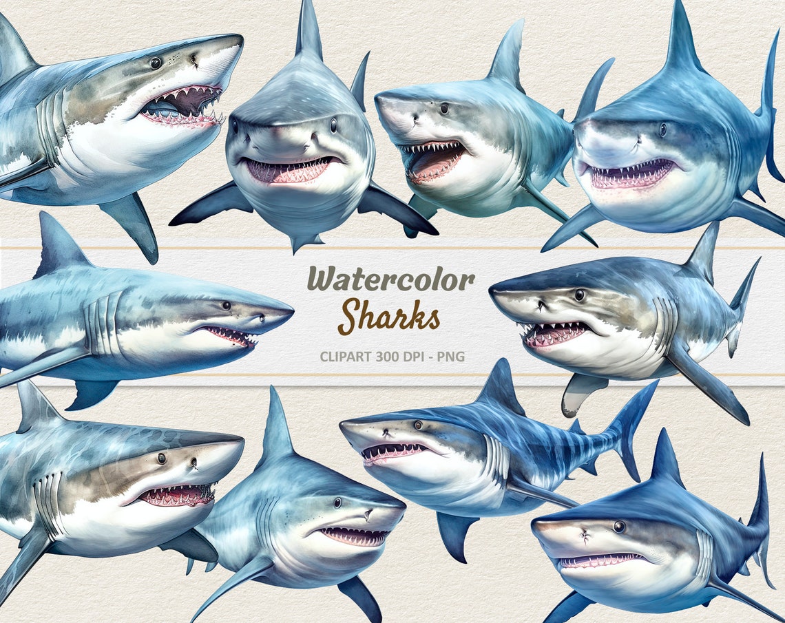 Watercolor Shark Clipart - Digital Illustration Sharks - Great White ...