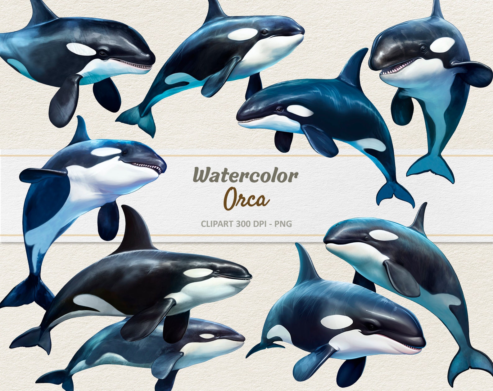 Watercolor Orca Clipart - Digital Illustration Killer Whale - Orcas PNG ...